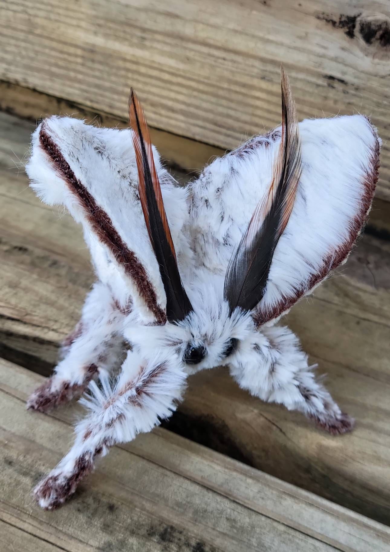 Is The Venezuelan Poodle Moth A Real Animal