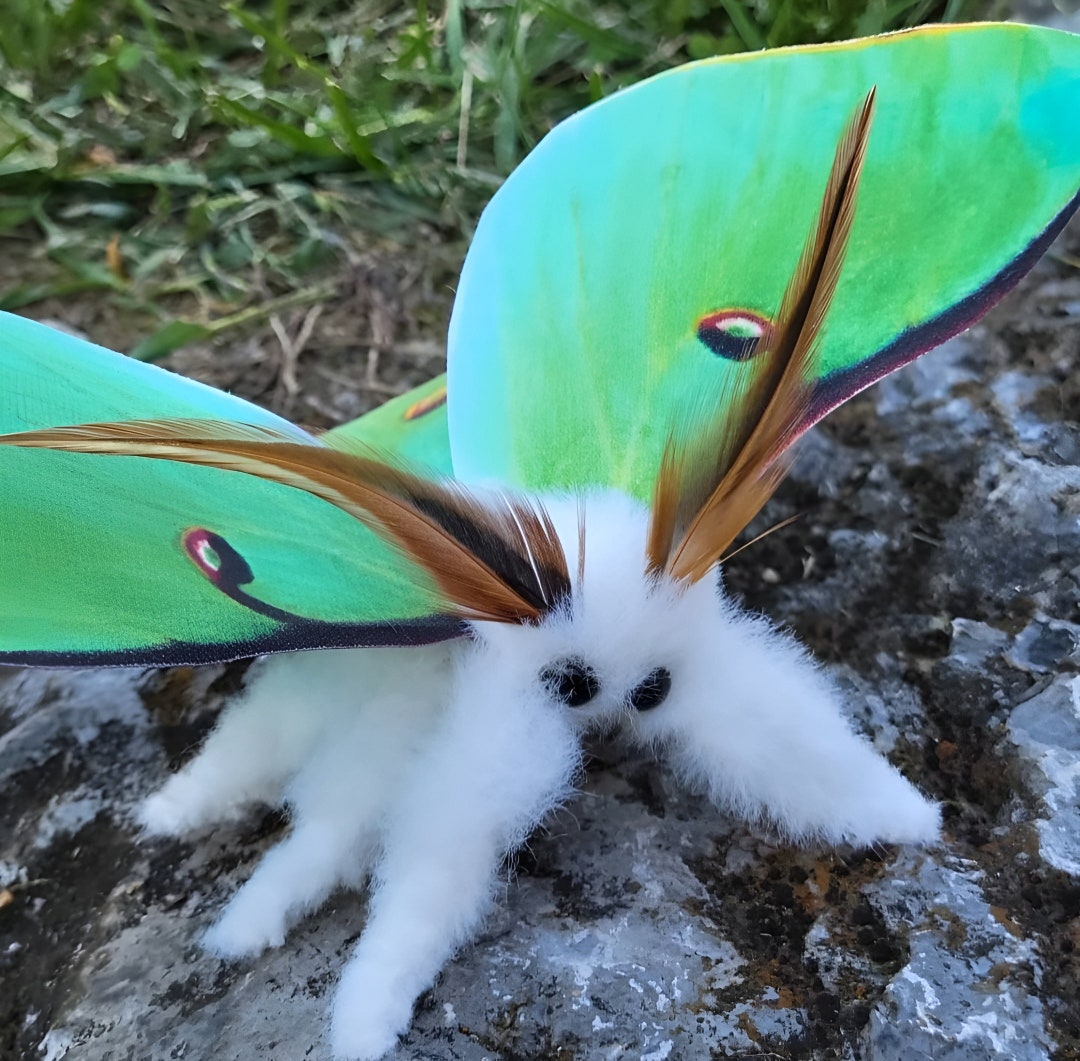 Large Luna Moth Plush Ornament, Insect Art, Entomology Art - Etsy