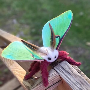 Large Luna Moth Textile Taxidermy Soft Sculpture OOAK Doll - Etsy