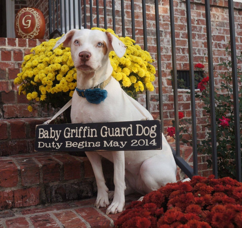 Pregnancy Announcement Dog Sign Expecting Baby Guard Photo | Etsy