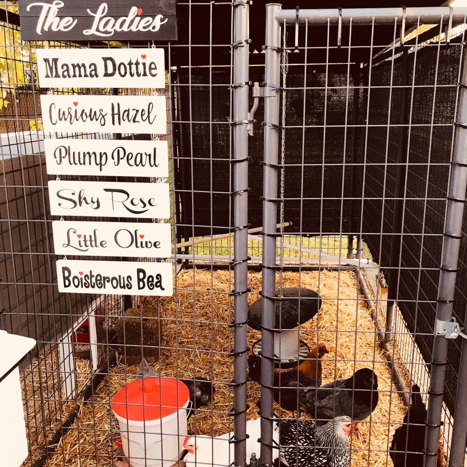 Chicken Name Signs Custom Coop Decor Flock or Farm Animal - Etsy