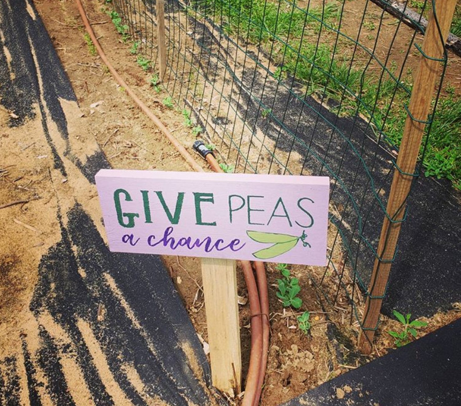 Give Peas a Chance Garden Sign | Punny Plant Stake, Reclaimed Wood - Etsy
