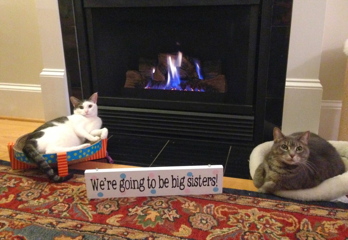 Baby Announcement Cat Idea Wooden Reveal Sign Family Pet | Etsy