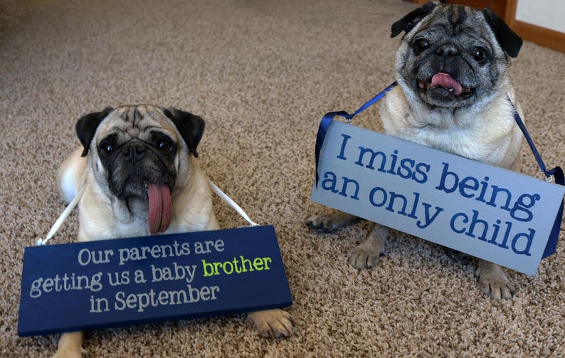 Baby Announcement Cat Idea | Wooden Reveal Sign | Family Pet | Big ...