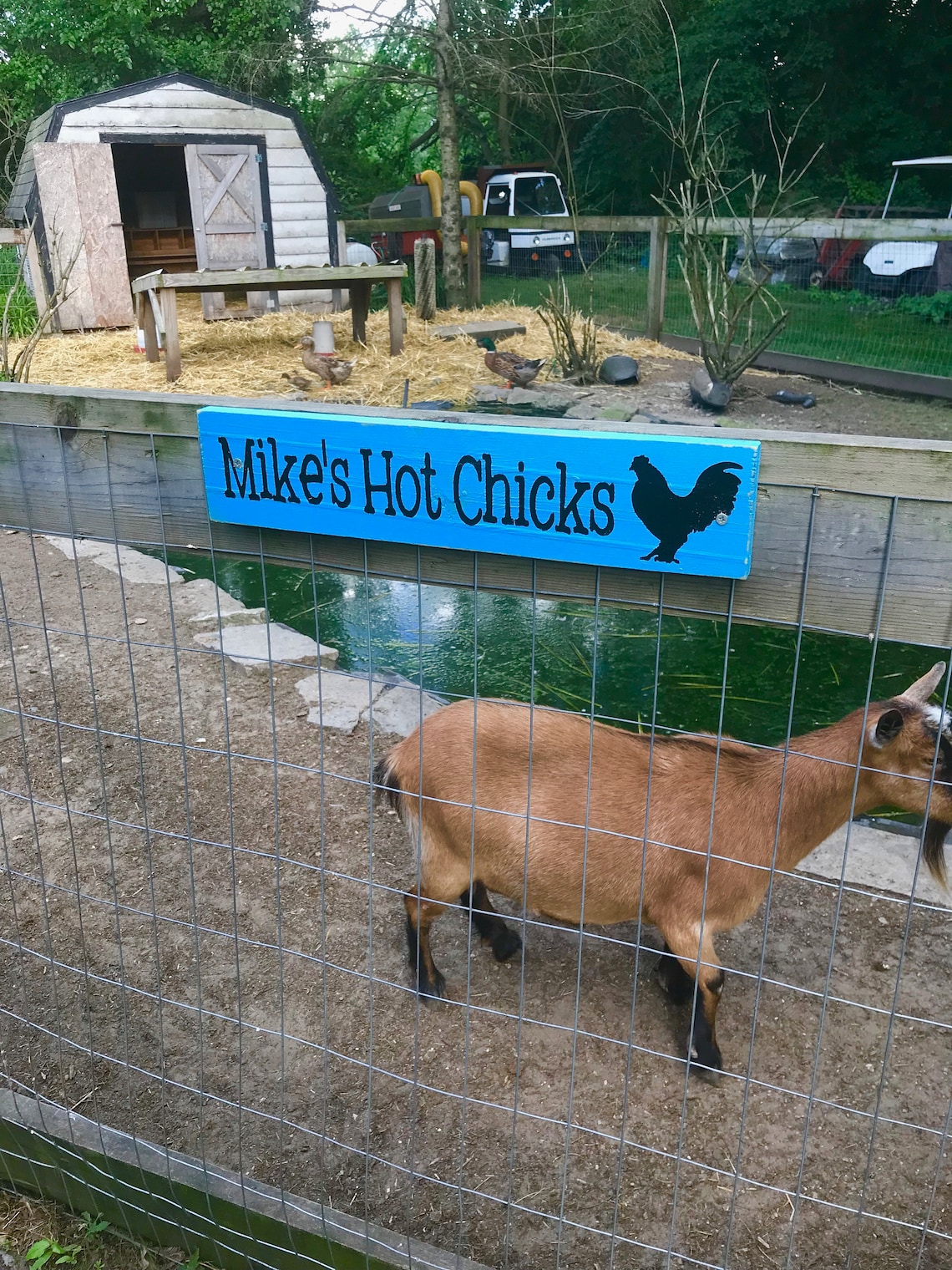 Hot Chicks Coop Sign Custom Wording Hobby Farmer Gift - Etsy