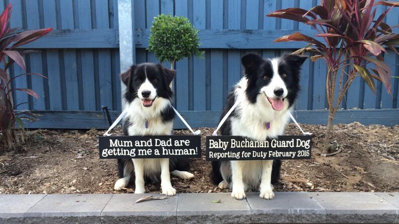 Pregnancy Announcement Dog Sign Expecting Baby Guard Photo | Etsy