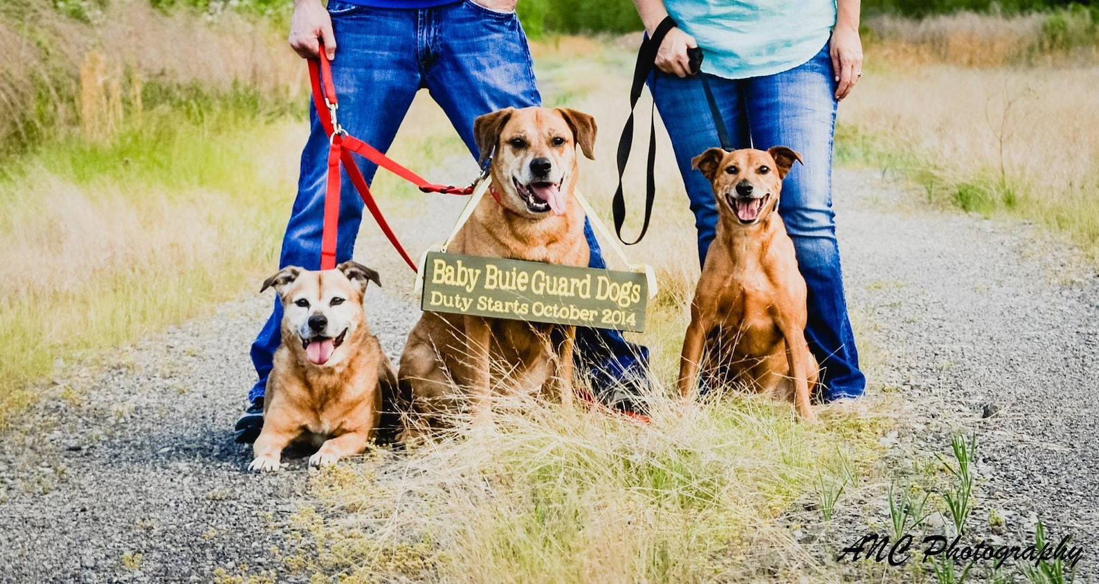 Pregnancy Announcement Dog Sign Expecting Baby Guard Photo | Etsy