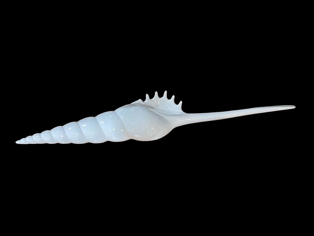 Conch Shell Wall Decor - Etsy