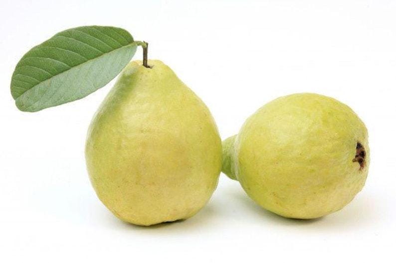 Big Guava (pear Variety) – Live Tropical Fruit Tree (2–3 FT Tall) - Etsy