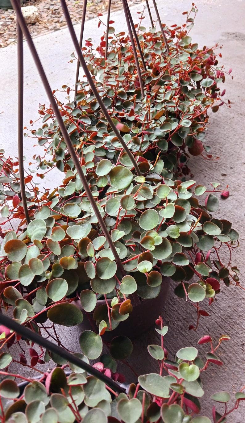 Ruby Cascade Peperomia – 6" Hanging Basket, Healthy Live Indoor Plant ...