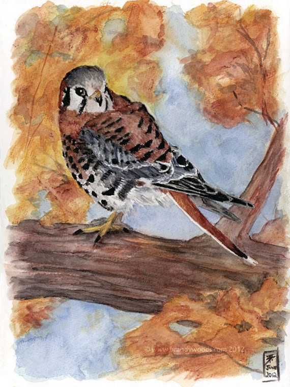 Cernícalo pájaro halcón halcón tótem espíritu acuarela pintura | Etsy