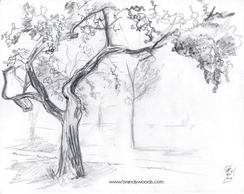 Cherry Tree - Landscape Sketch Drawing Artwork Print - by Brandy Woods ...