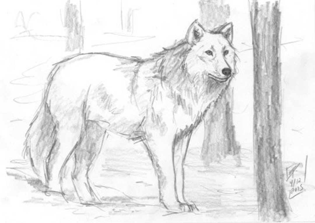 Original Framed 5 x 7 white WOLF wildlife artwork sketch pencil drawing ...