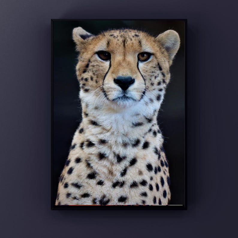 Cheetah Portrait Print: African Big Cat Photography (digital Download ...