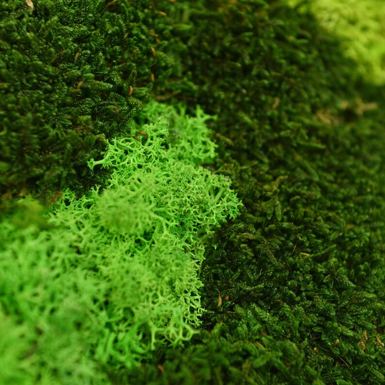 Vertical Preserved Moss Wall Art, Modern Biophilic Decor - Etsy