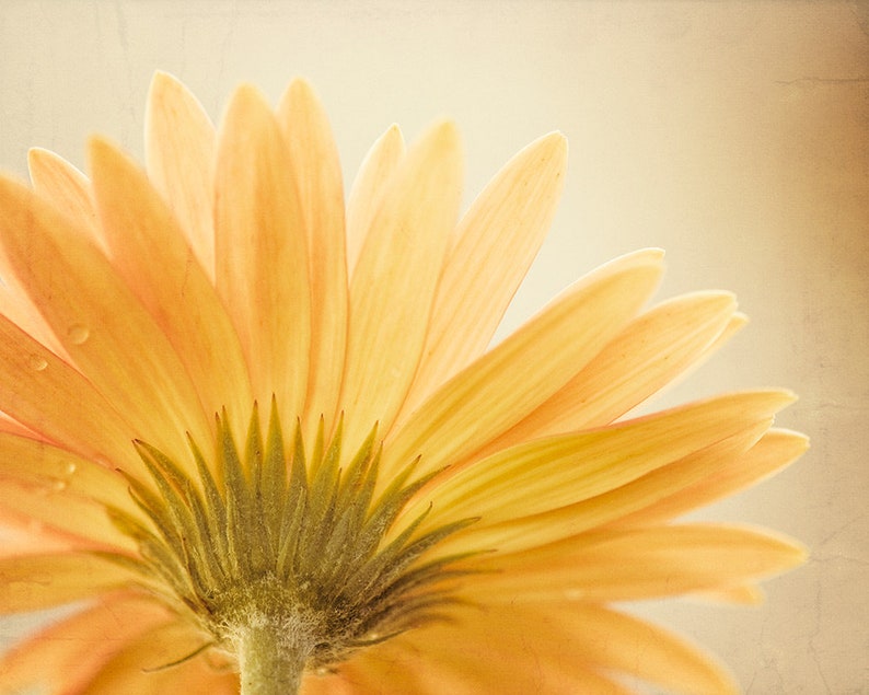 Set of Three Nature Photographs Yellow Gold Photography - Etsy