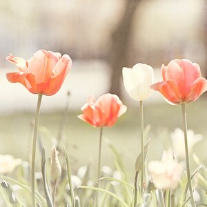 Peach Flower Set, Floral Photos Nature Peach Nursery Wall Art Girls ...