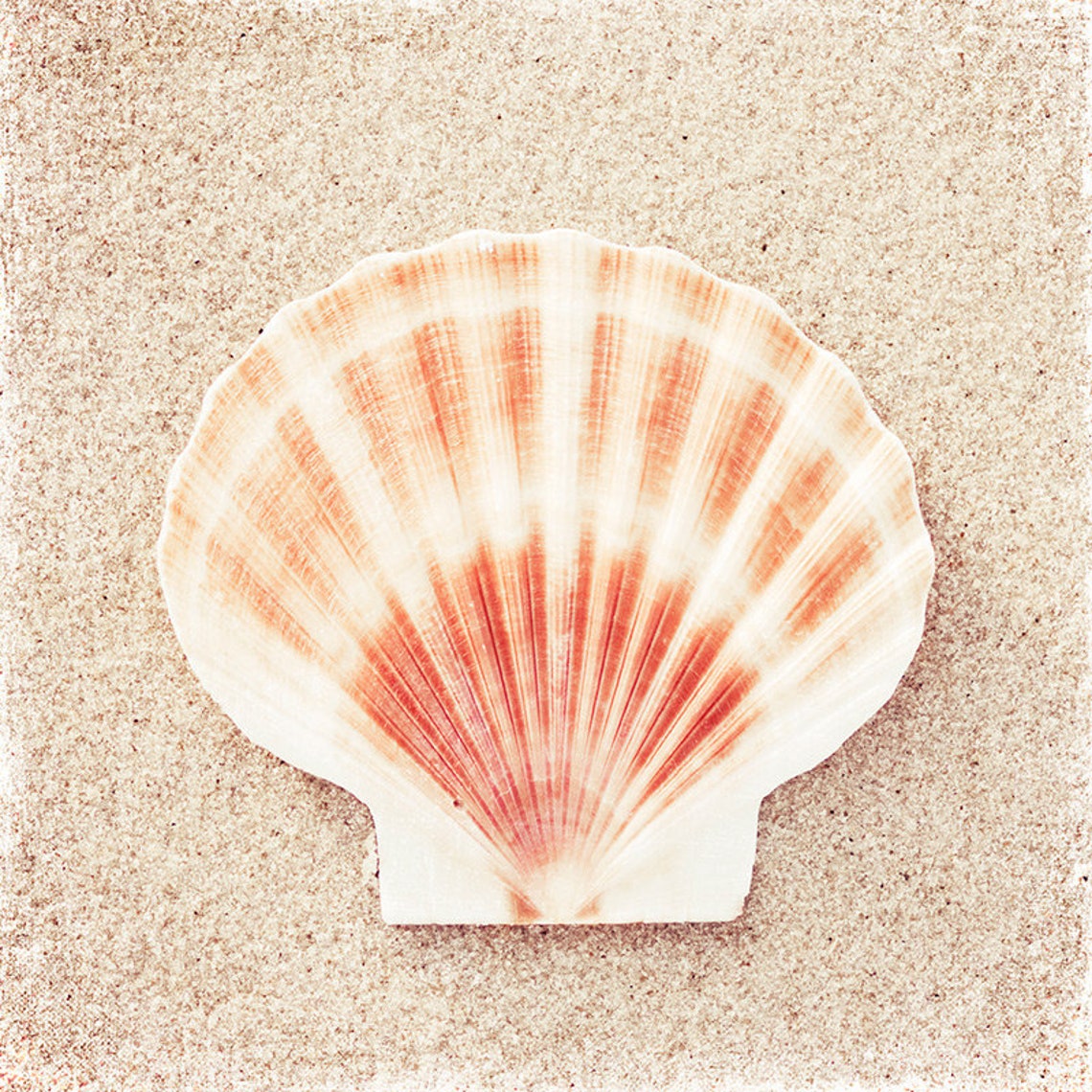 Seashell Photography - Beach Sea Shell Peach Beige White Shore Seashore ...