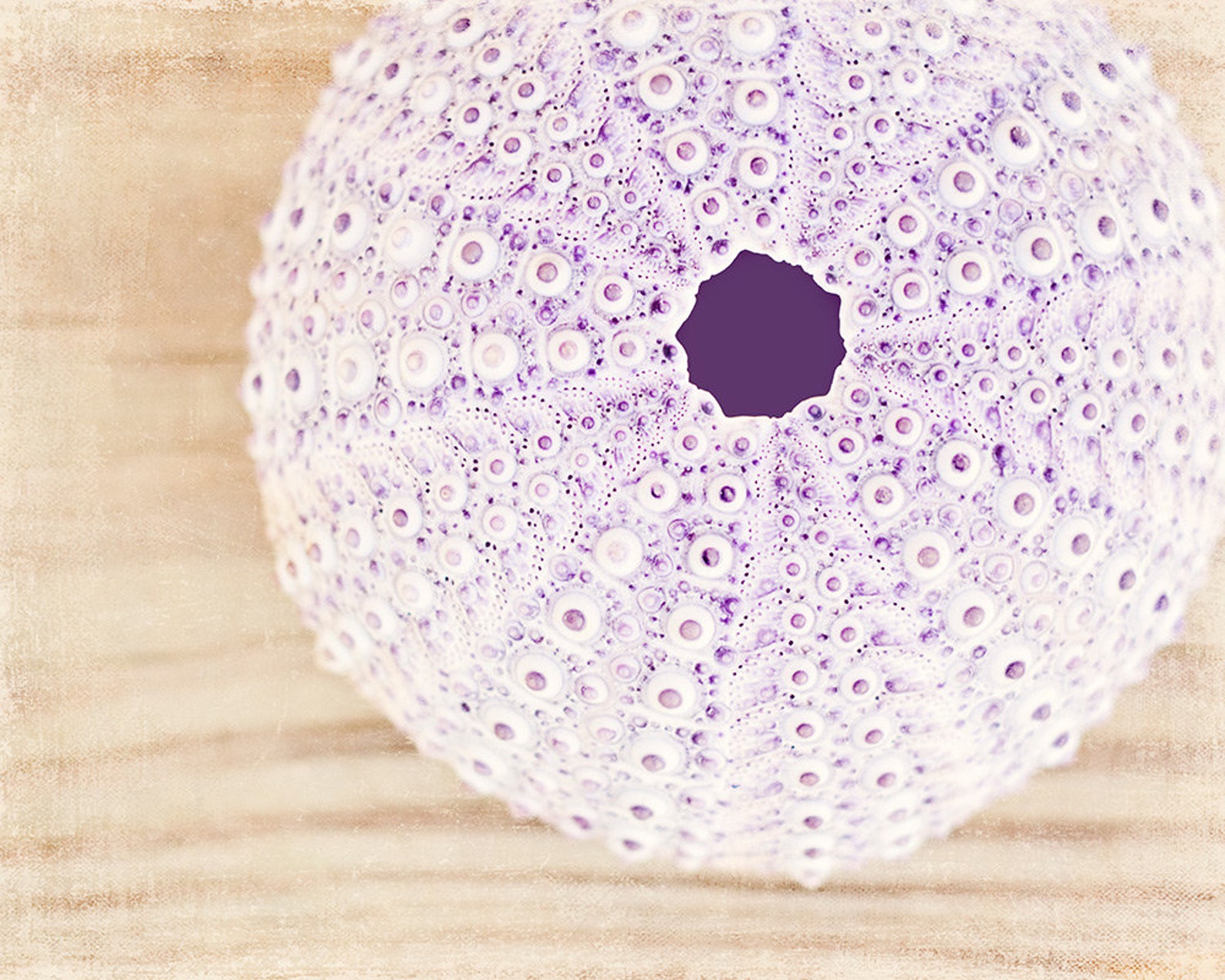 Pastel Beach Print Sea Shell Wall Decor Seashell Print | Etsy