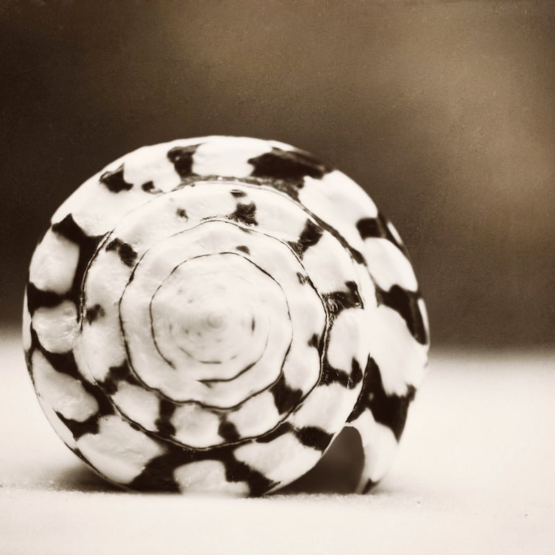 Sepia Shell Prints - Etsy
