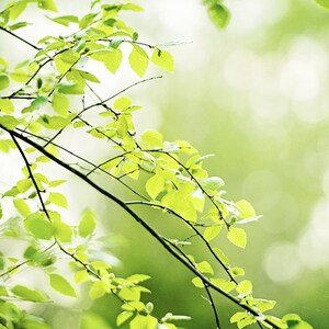 Set of 3 Leaf Prints, Green Photo Print, Set of Three Wall Art Nature ...