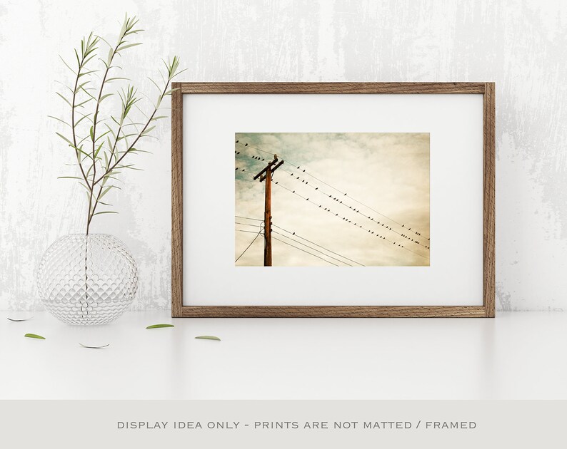 Modern Farmhouse Prints, Bird Photography - Rustic Country Home Decor ...