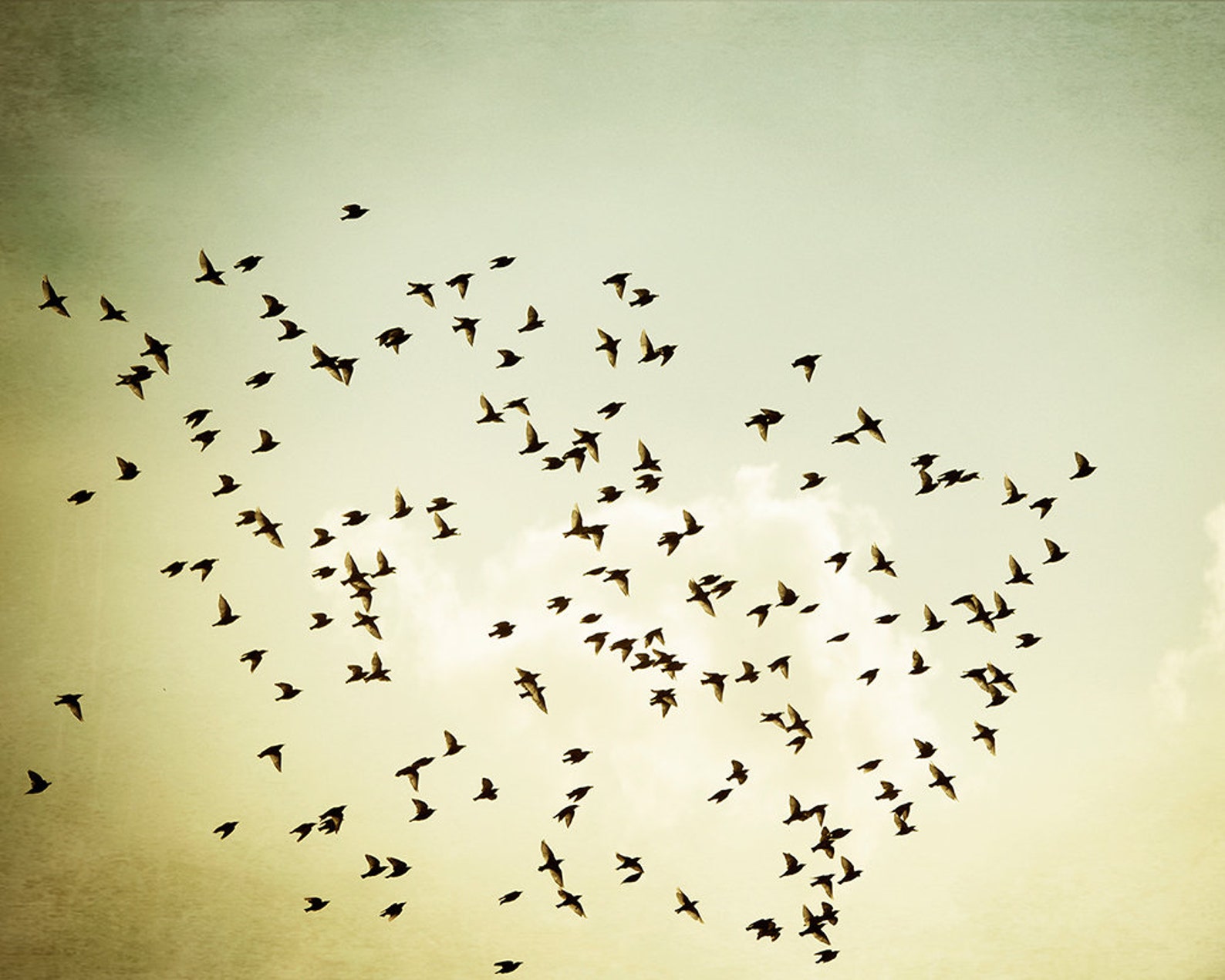 Picture Sets of 3 Bird Photography Set of Three Wall Art | Etsy