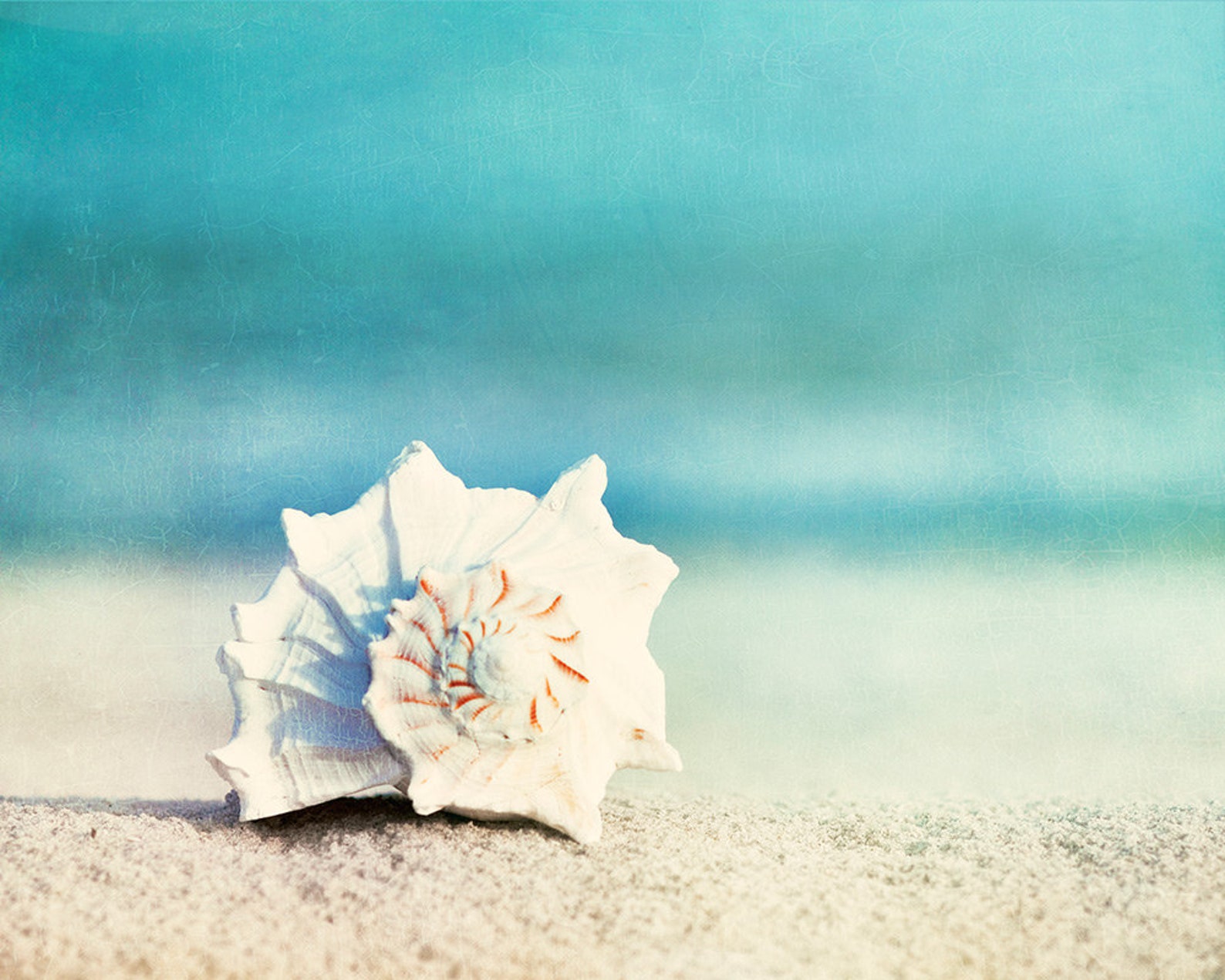 Seashell Print - Shell Wall Art Coastal Beach House Decor Conch Shell ...