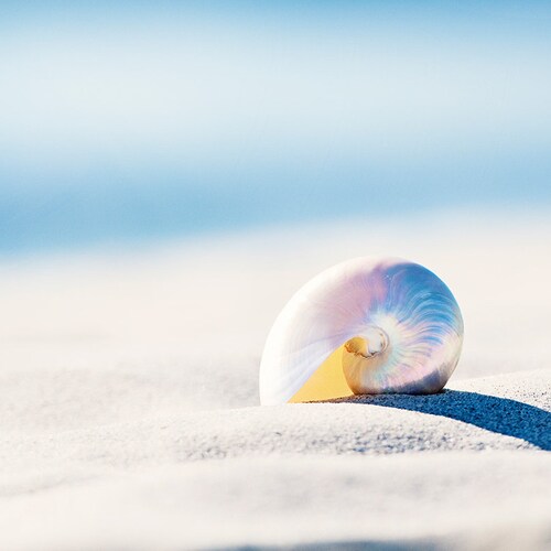 Pastel Beach Print Sea Shell Wall Decor Seashell Print - Etsy