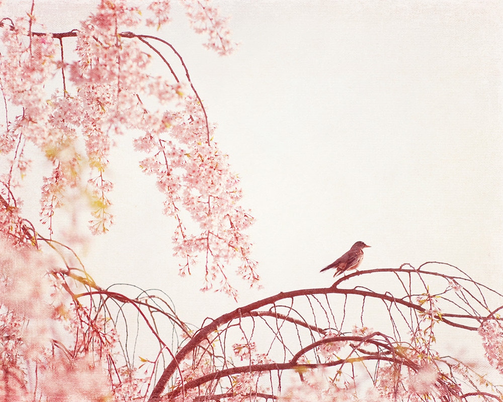 Light Pink Wall Art Bird Photography Girl Nursery Prints | Etsy