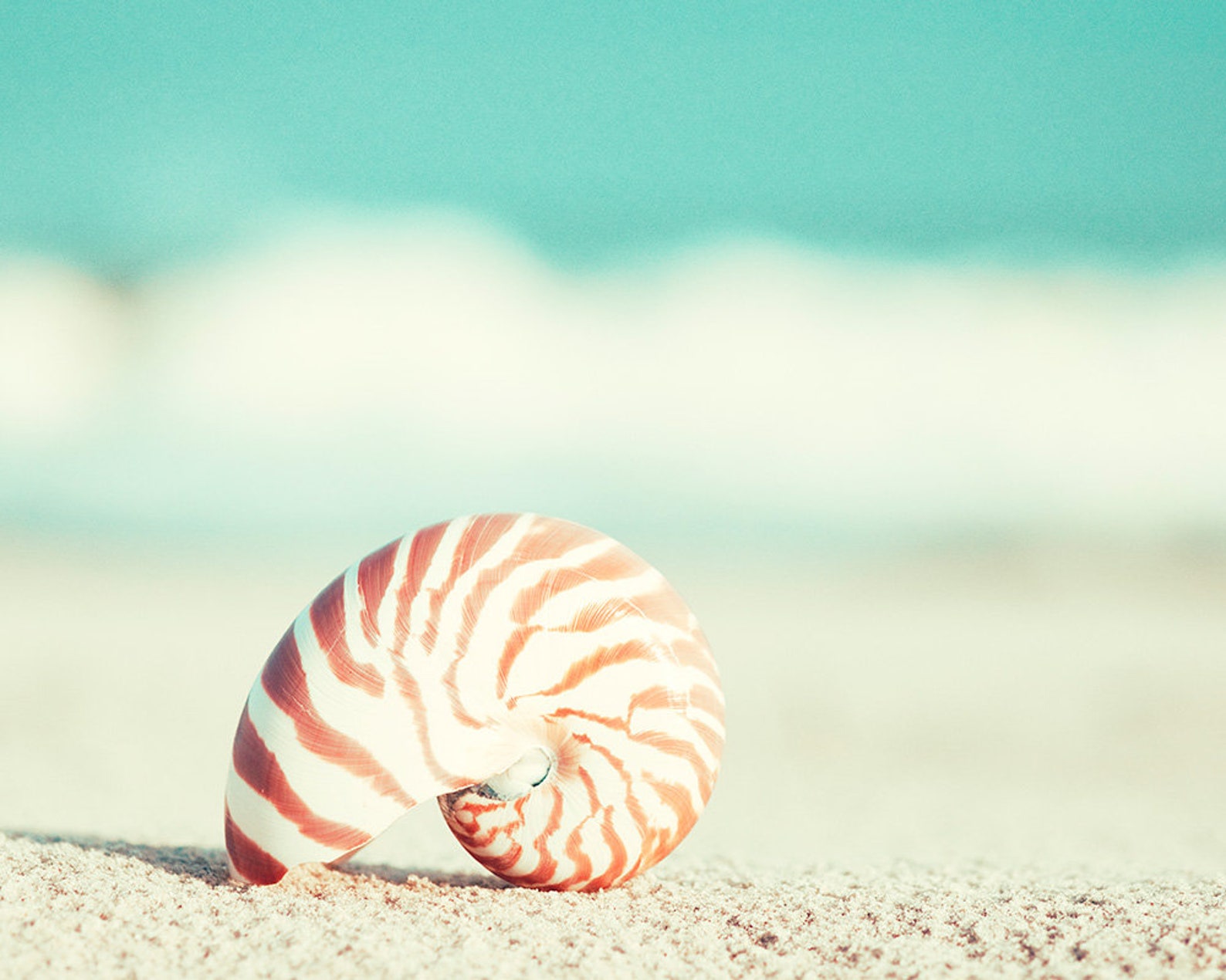 Beach Photography Set Four Photographs Seashell Sea Shell - Etsy
