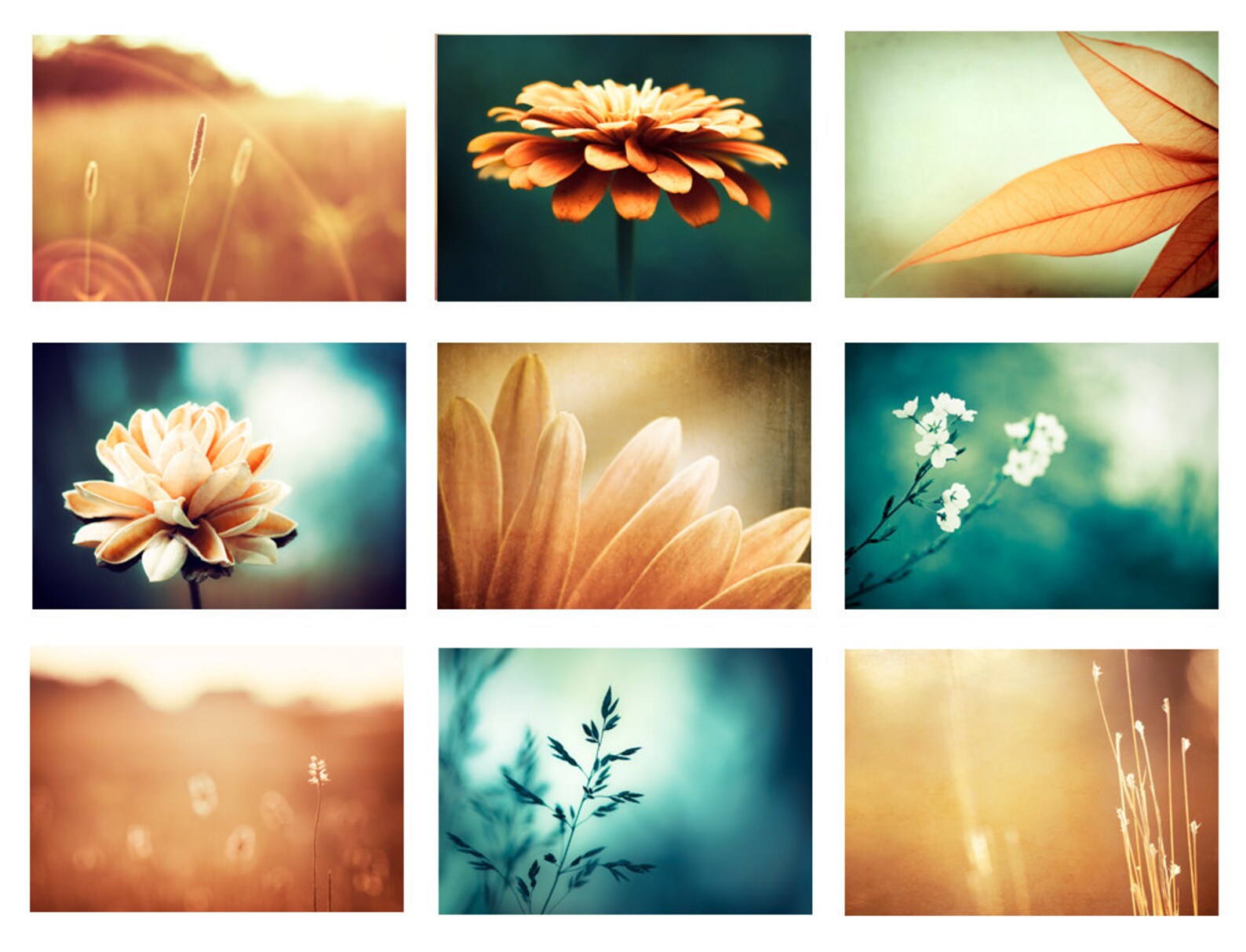 Nature Photo Set 9 Photographs Fall Autumn Flowers Orange - Etsy