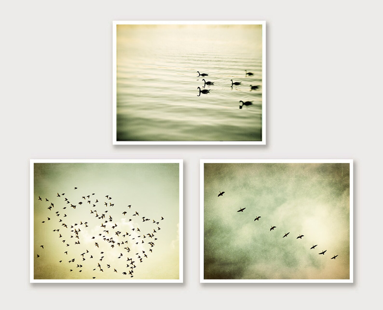 Picture Sets of 3 Bird Photography Set of Three Wall Art | Etsy