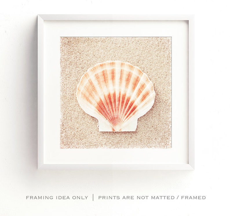 Seashell Photography Beach Sea Shell Peach Beige White Shore - Etsy