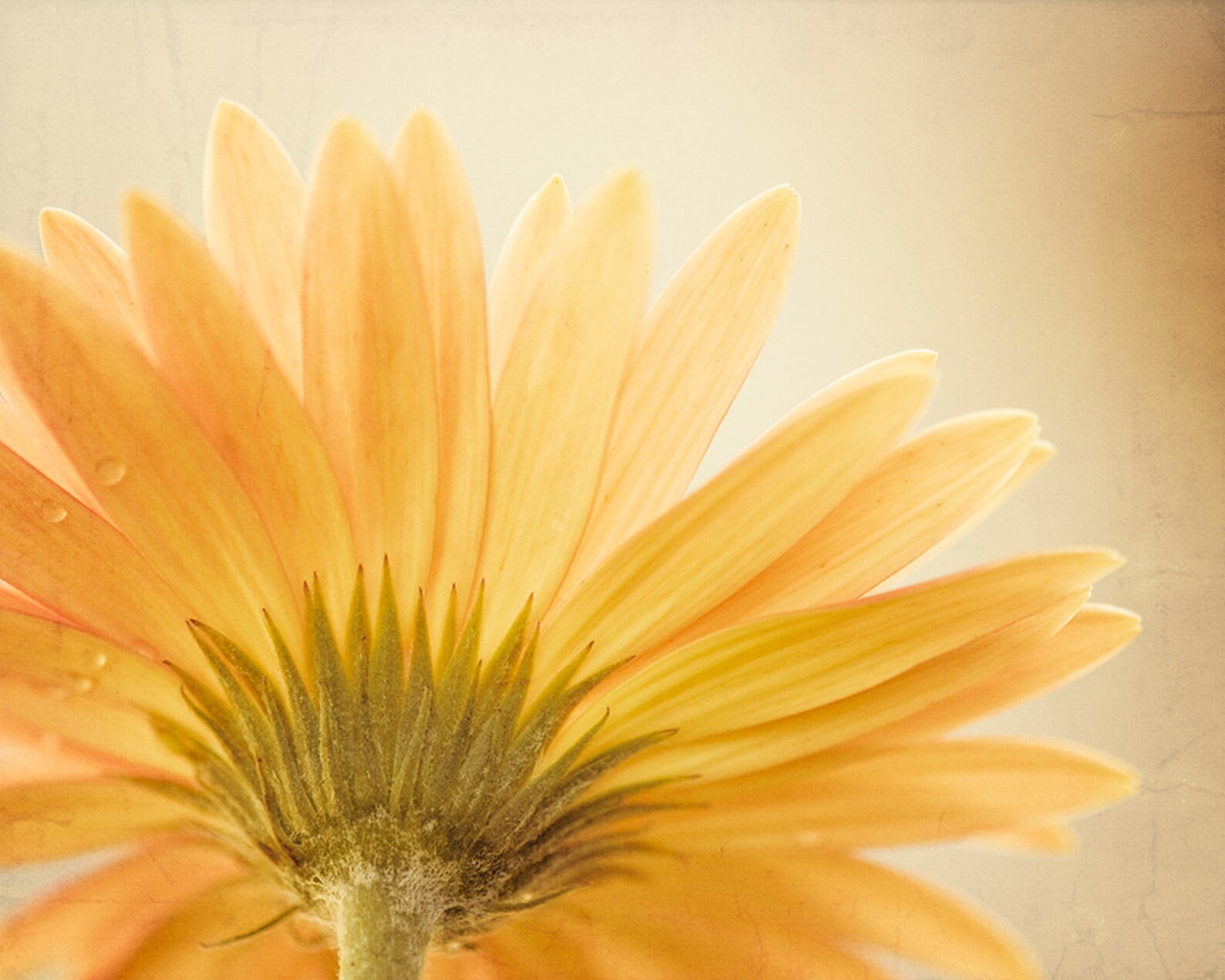 Set of Nature Photography Yellow Blue Photography Aqua Mint - Etsy