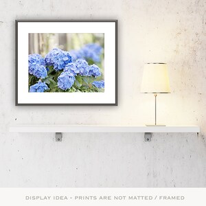 Blue Hydrangea Flower Photography, Periwinkle Floral Picture, Spring ...