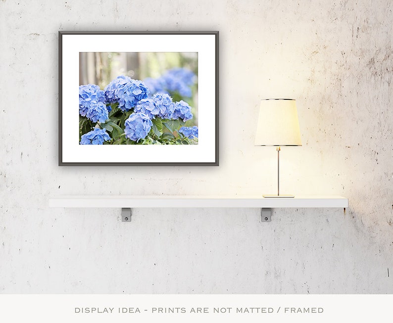 Blue Hydrangea Flower Photography Periwinkle Floral Picture - Etsy
