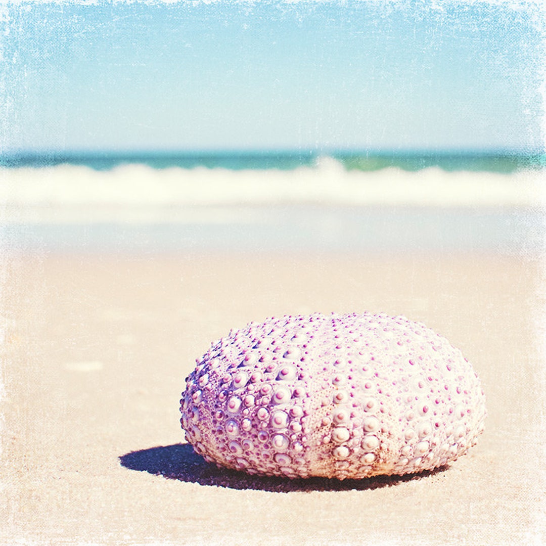 Pastel Beach Print, Sea Shell Wall Decor, Urchin Seashell Print, Beach ...