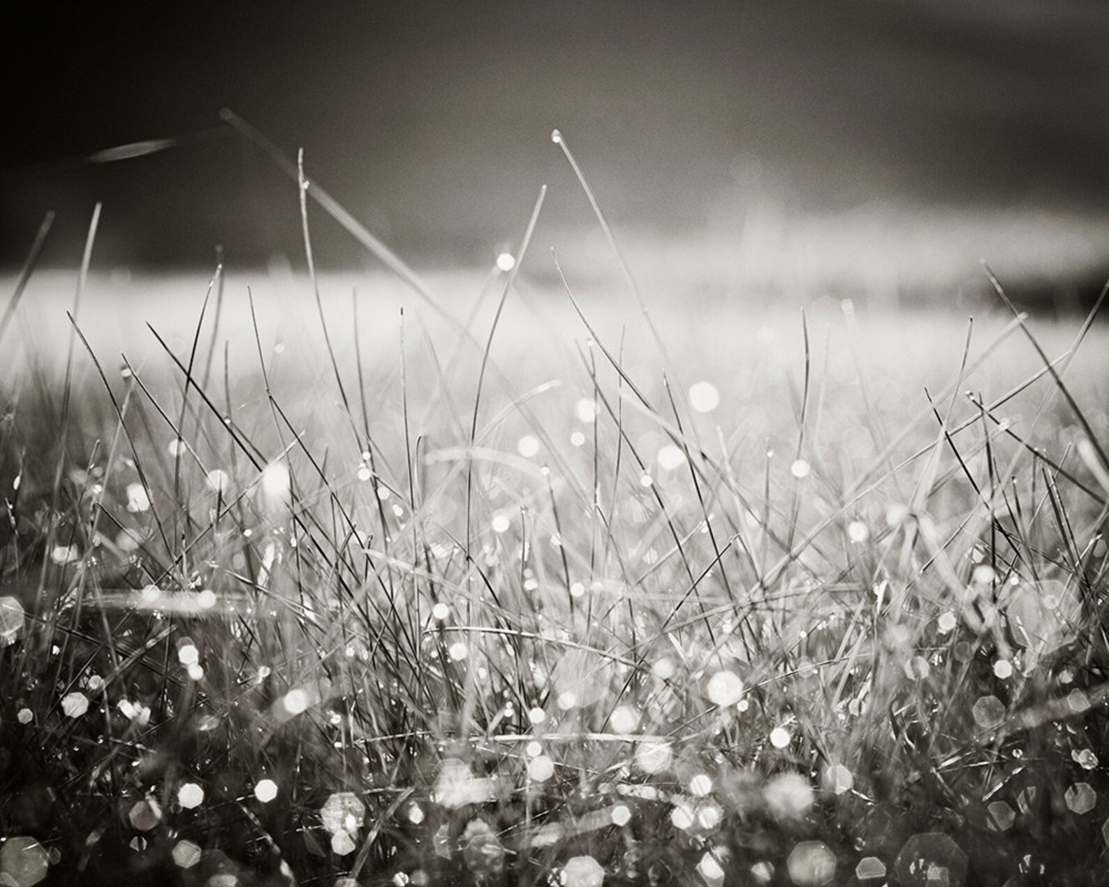 Dark Sepia Photography Nature Large Abstract Art Black and | Etsy