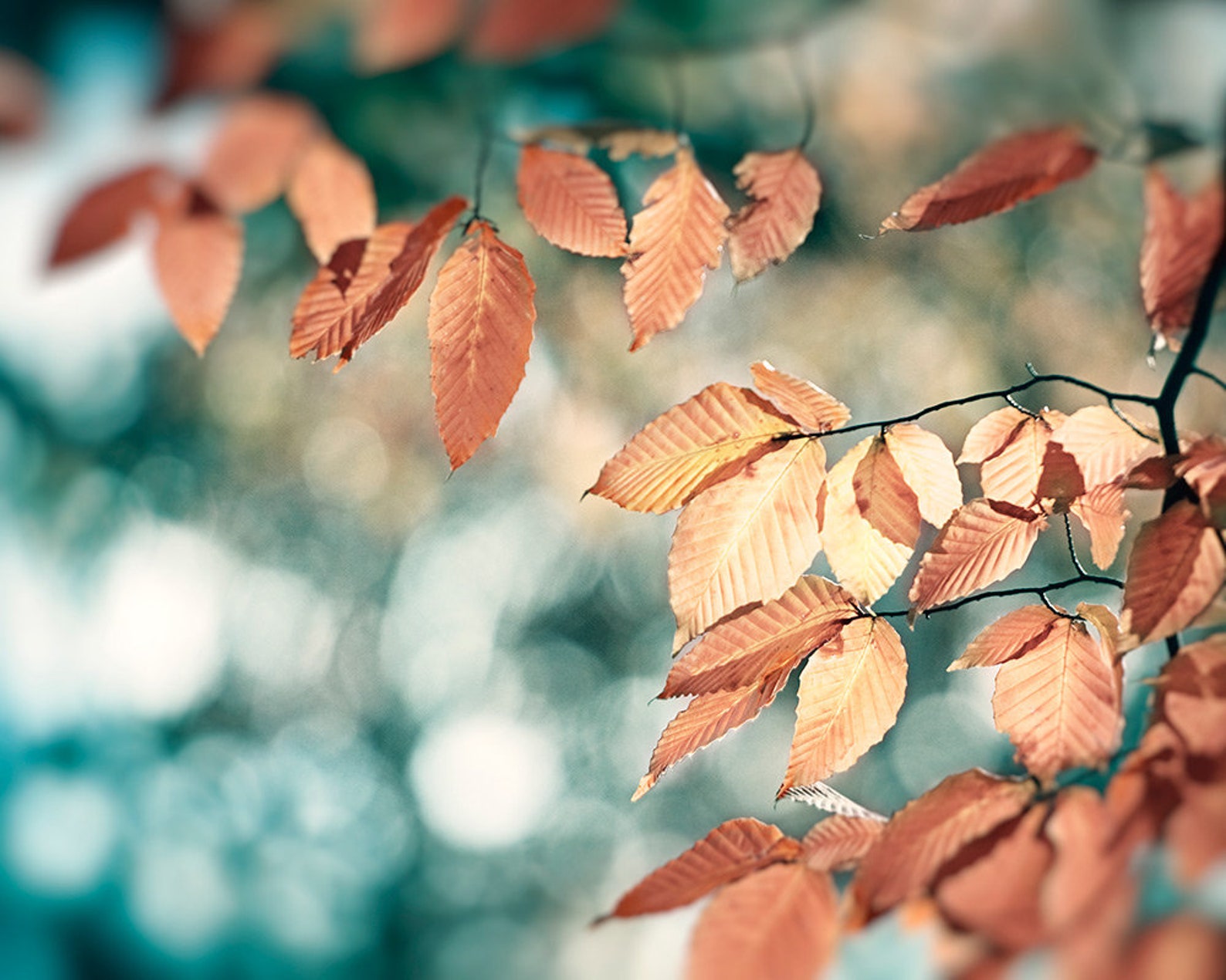 Copper Leaves Prints Leaves Wall Decor Teal & Copper Wall - Etsy