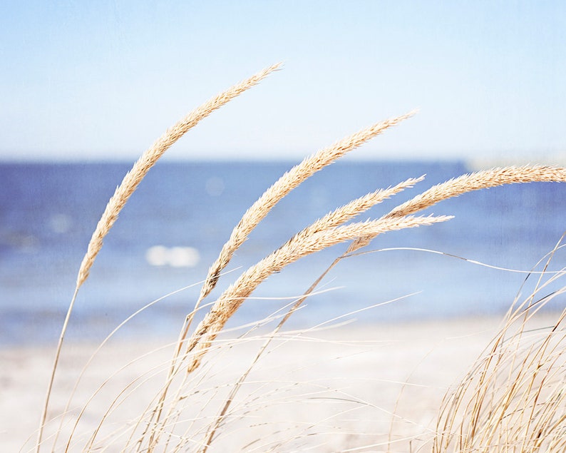 Beach Grass Photography Grasses Calming Ocean Blue Light - Etsy