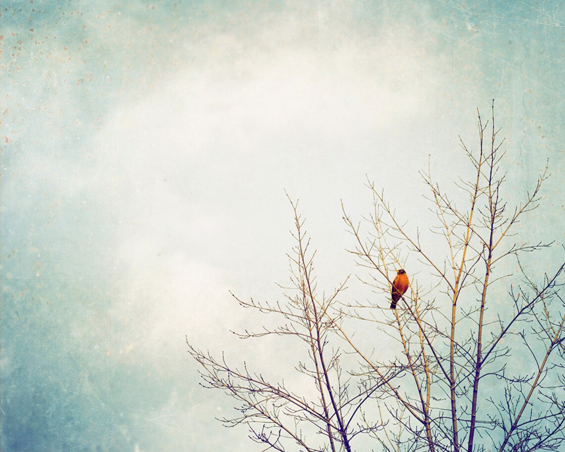 Bird Photography Large Canvas Rustic Country Home Decor - Etsy