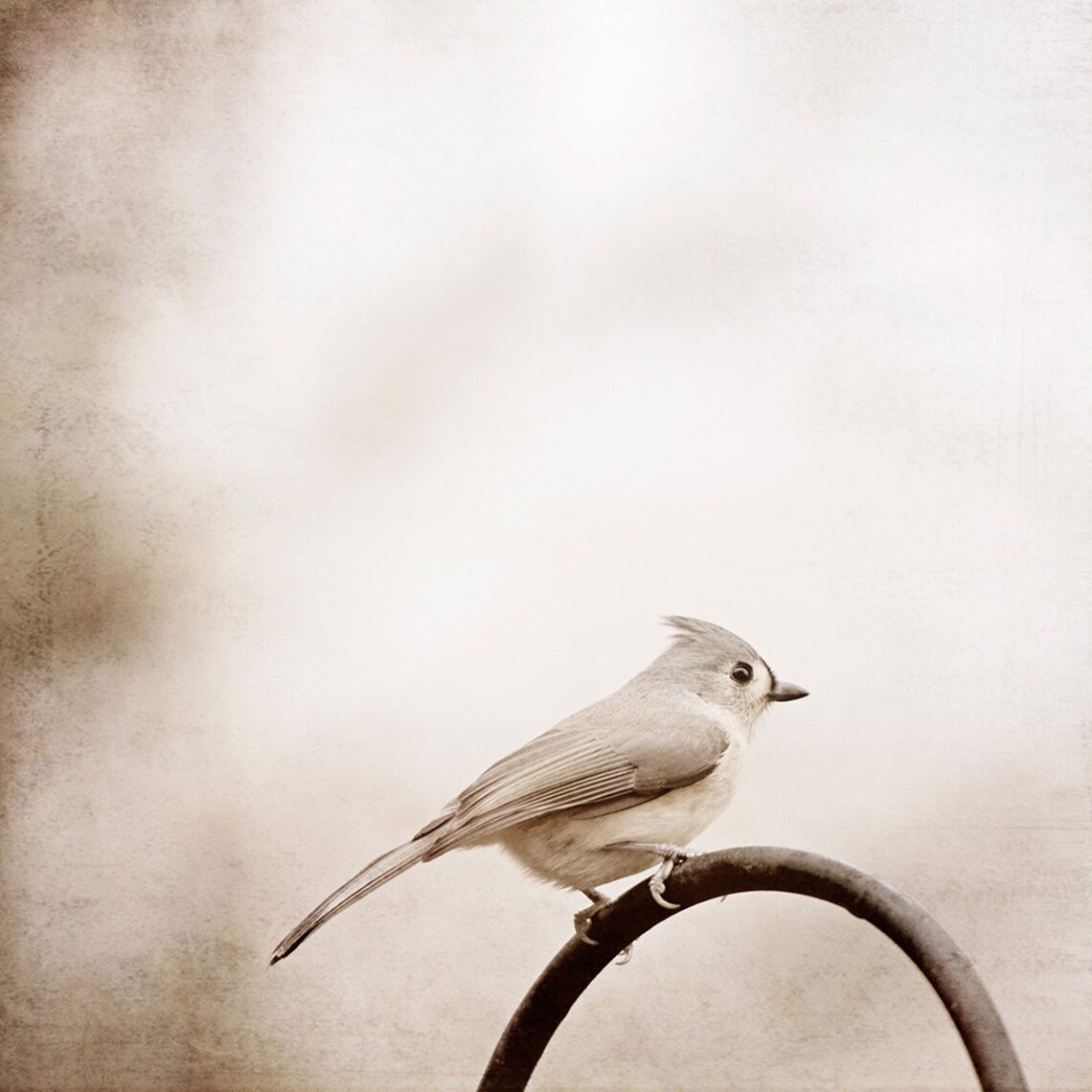 Tufted Titmouse Bird Photography Nature - Modern Farmhouse Prints ...