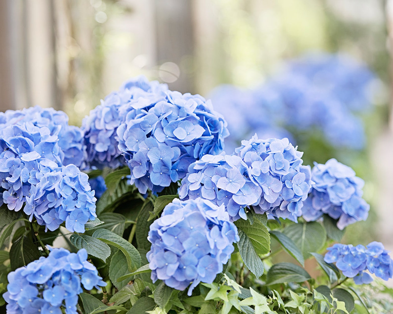 Blue Hydrangea Flower Photography, Periwinkle Floral Picture, Spring ...
