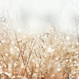Morning Dew Nature Photography, Bokeh Gold Dawn Photo Sparkle Light ...