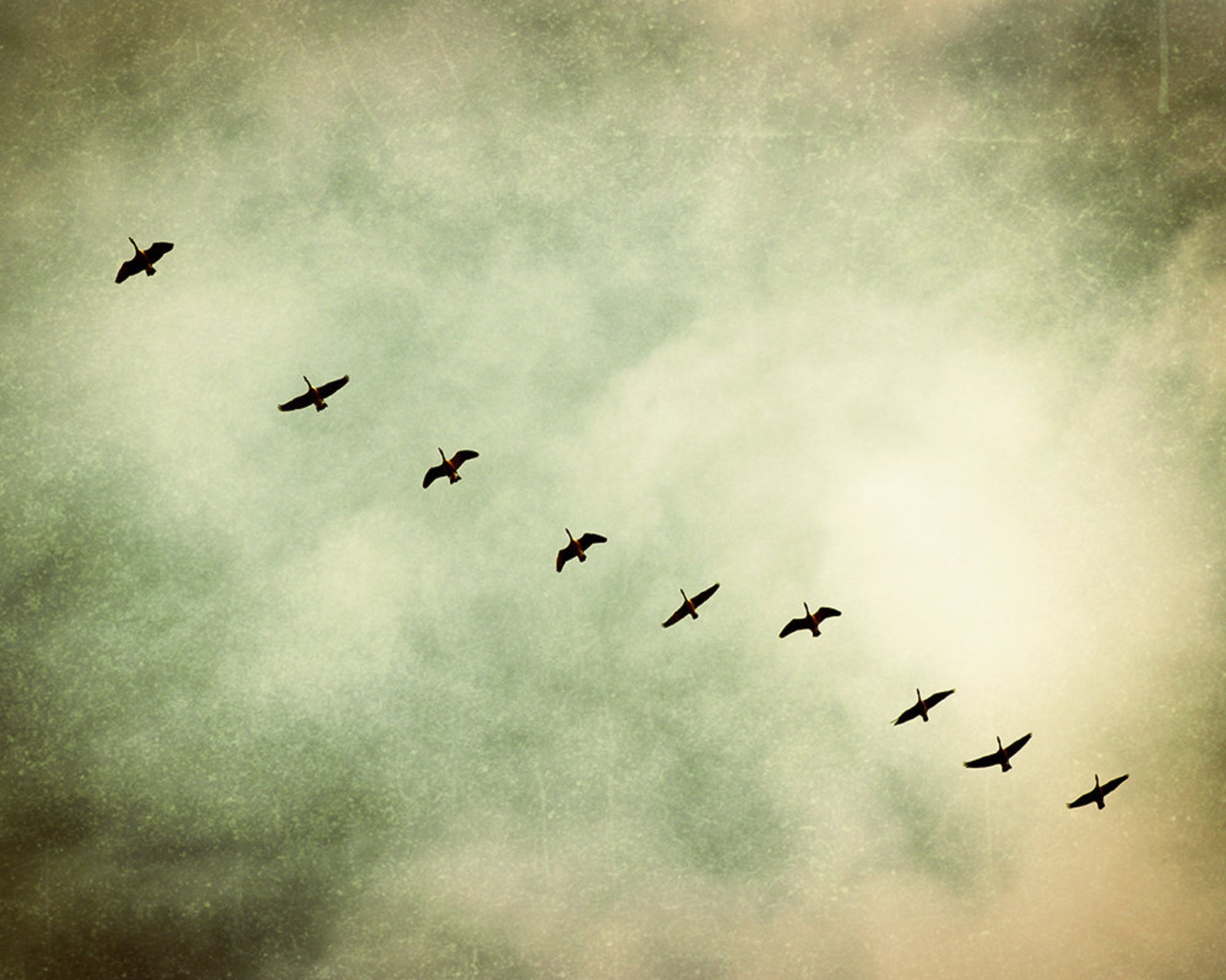 Picture Sets of 3 Bird Photography Set of Three Wall Art | Etsy