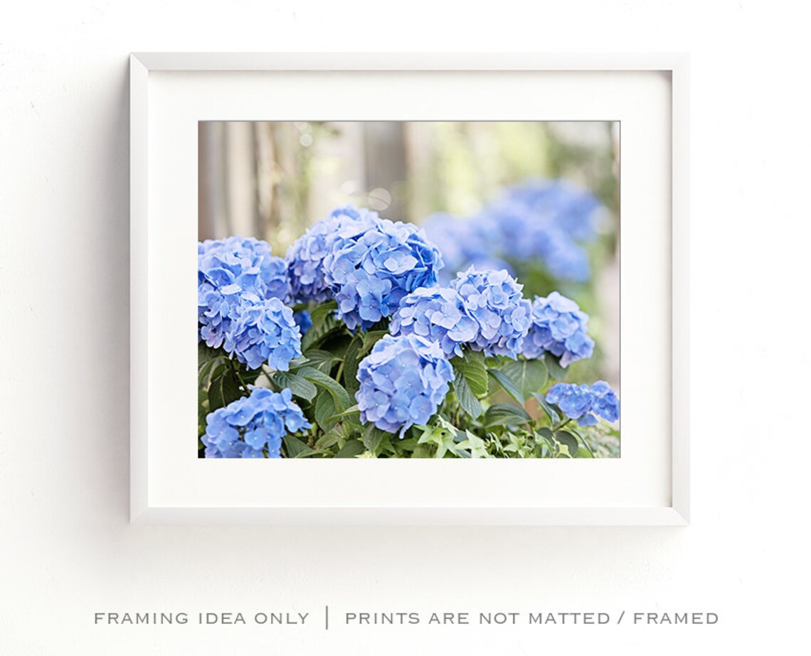 Blue Hydrangea Flower Photography Periwinkle Floral Picture | Etsy