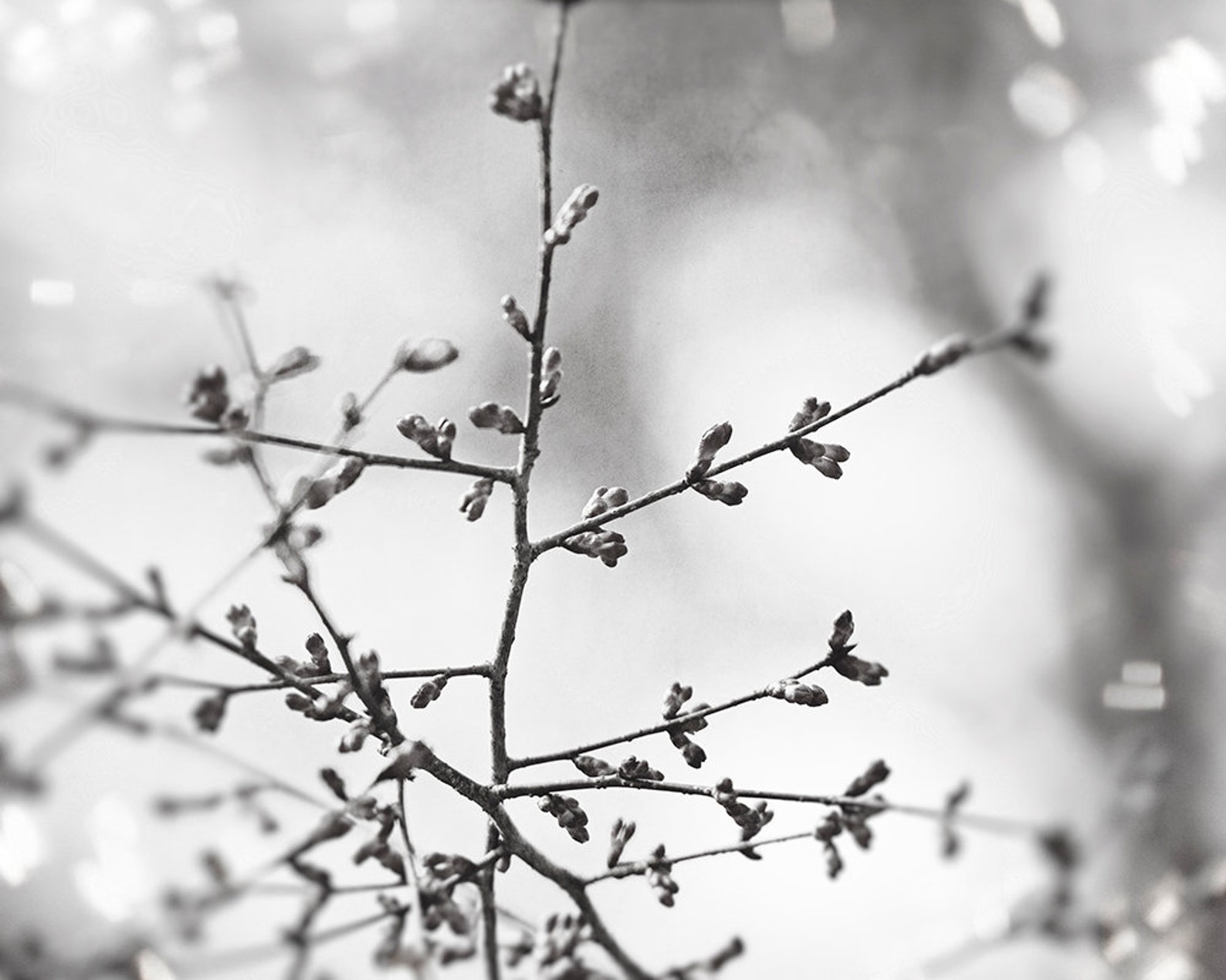 Grey Nature Photography Set Gray Black and White Nursery | Etsy