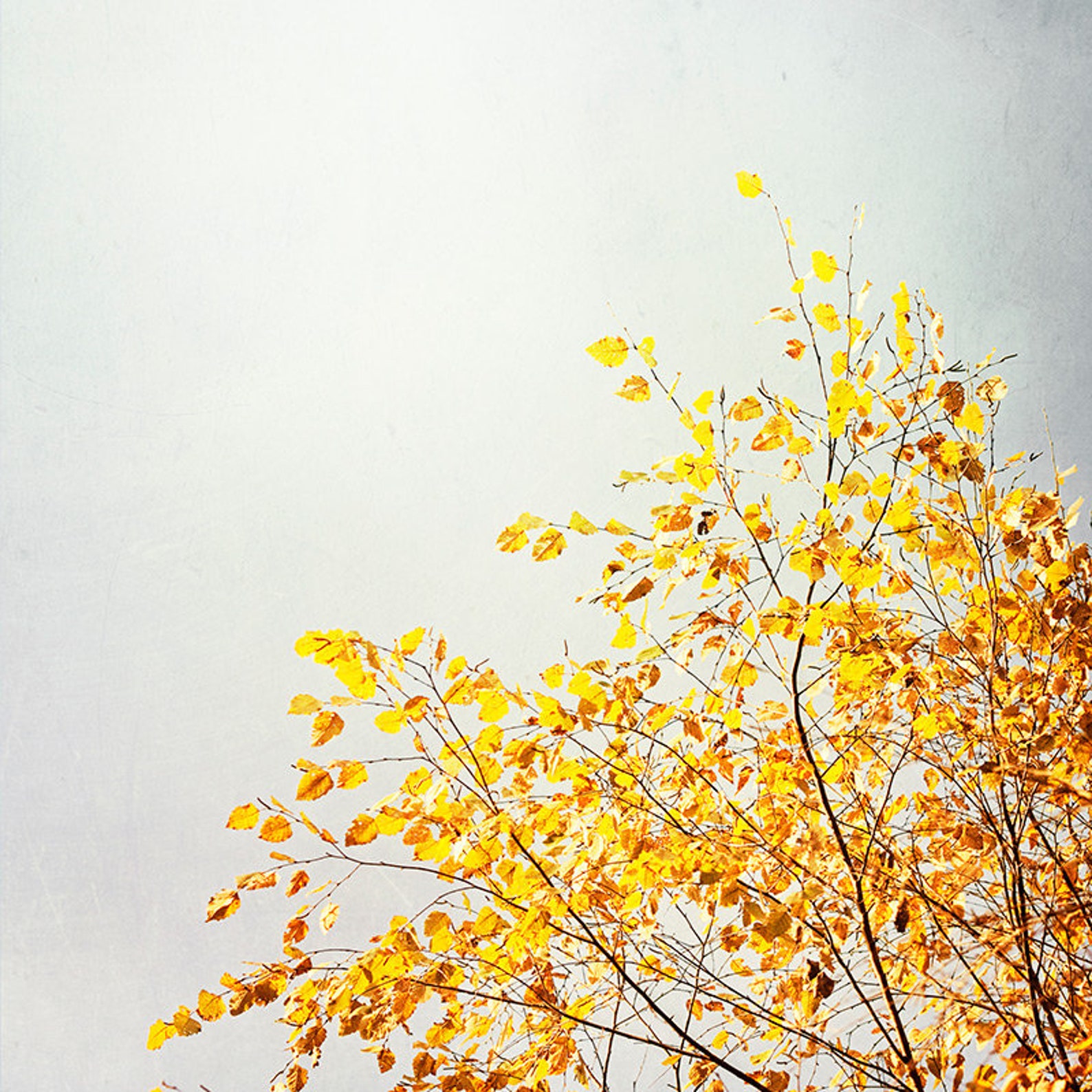 Yellow and Grey Wall Decor, Large Nature Prints, Mustard Yellow Decor ...