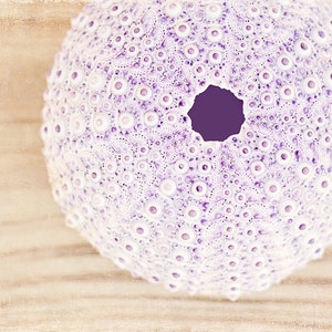 Beach Photo Set Six Photographs 11x14, 8x10, 5x7 Ocean Seashell Cream ...